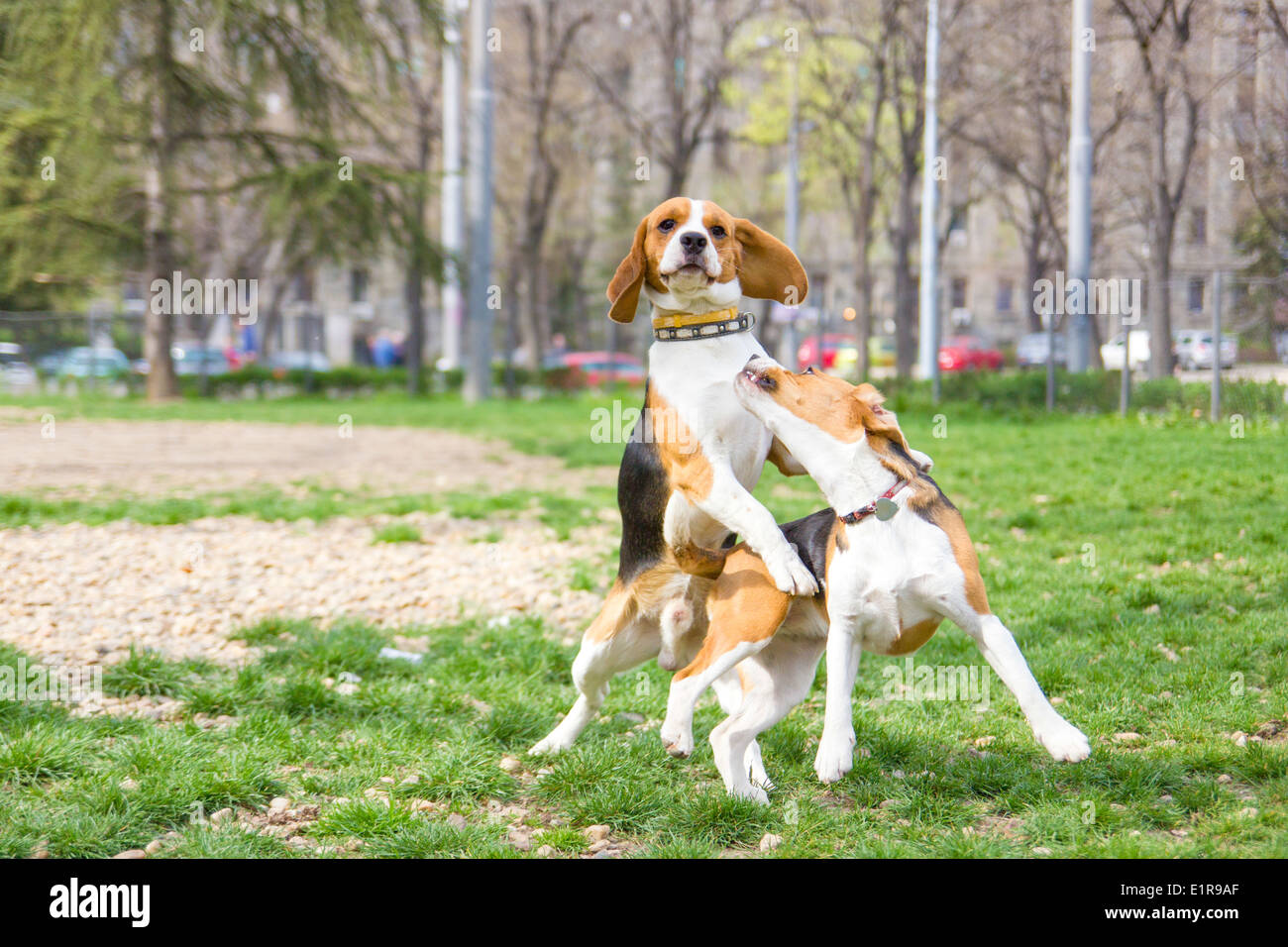 two beagle dogs in park playing and jumping with ears lifted like ...