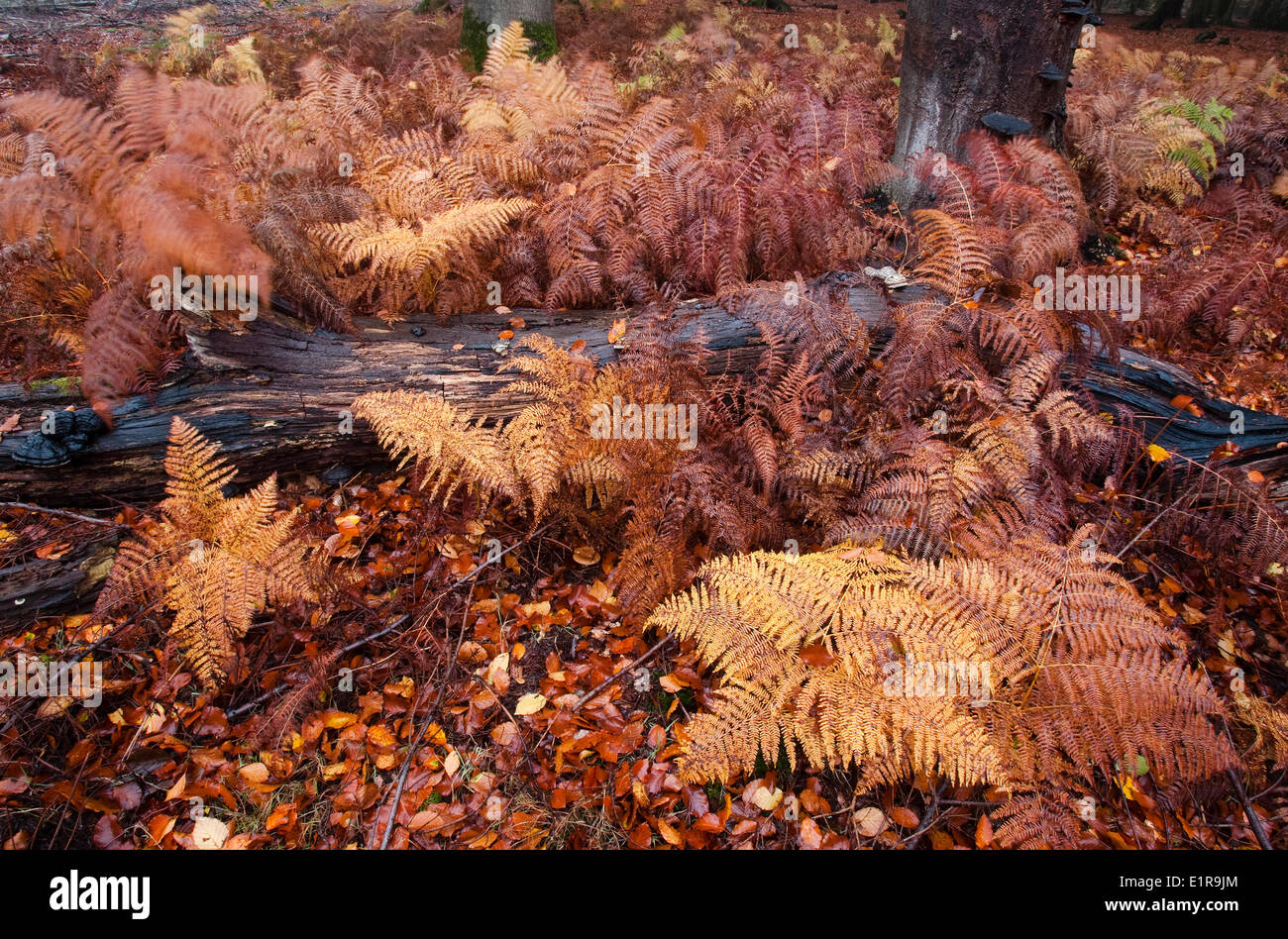Bracken ferns in old and wet beech forest in autumn Stock Photo - Alamy