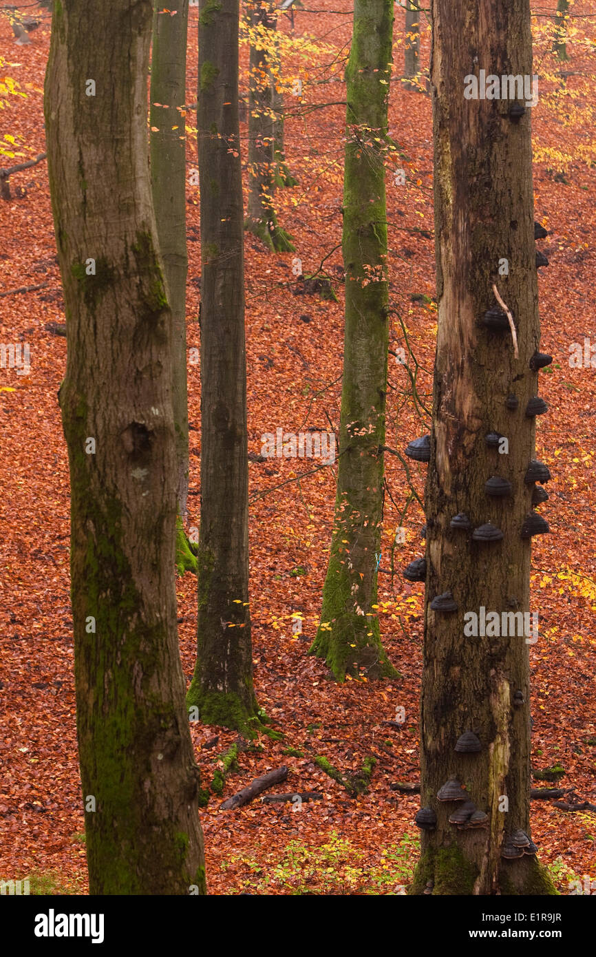 Bracken fungi hi-res stock photography and images - Alamy