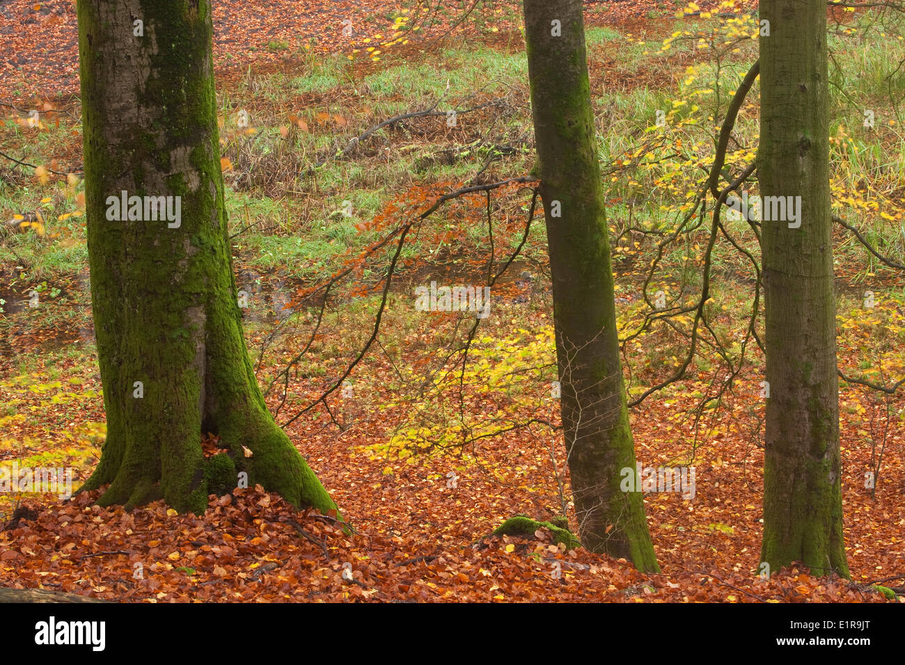 Old bracken hi-res stock photography and images - Alamy