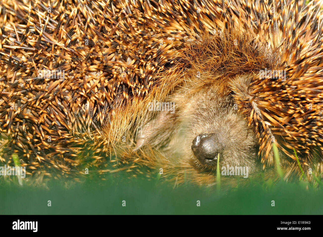 Sleeping hedgehog hi-res stock photography and images - Alamy