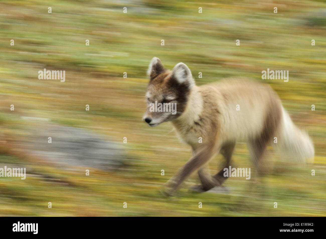 Arctic fox running hi-res stock photography and images - Alamy