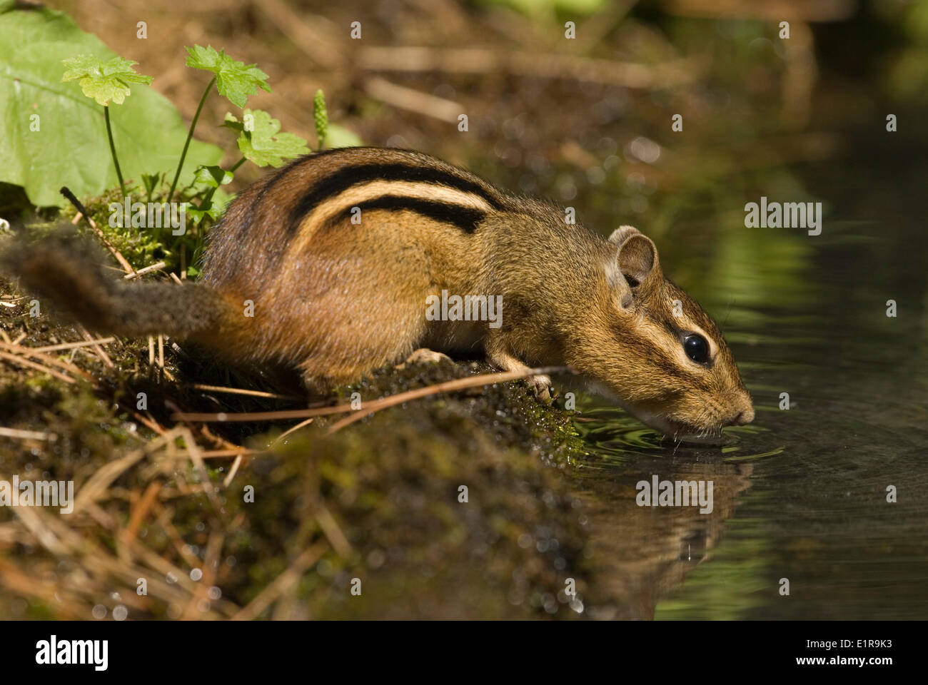 Black and white chipmunk hi-res stock photography and images - Alamy