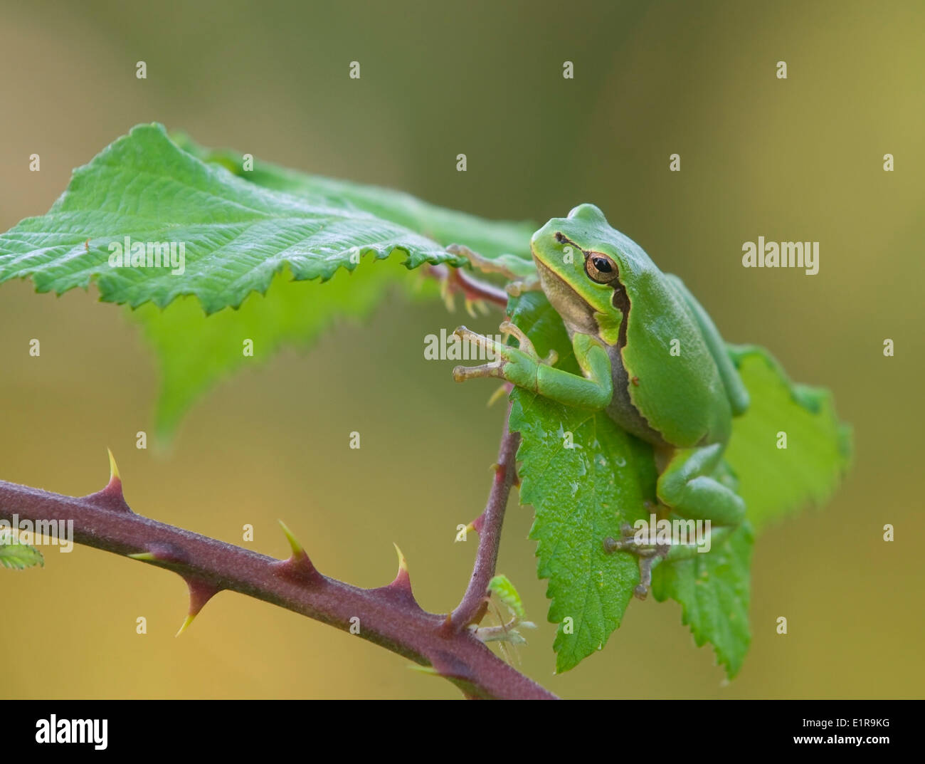 European Tree Frog Stock Photo - Alamy