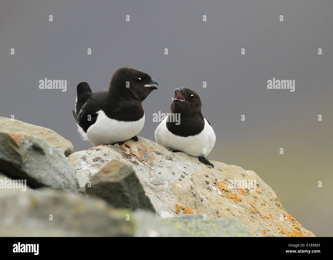 Little auks on rock alle hi-res stock photography and images - Alamy