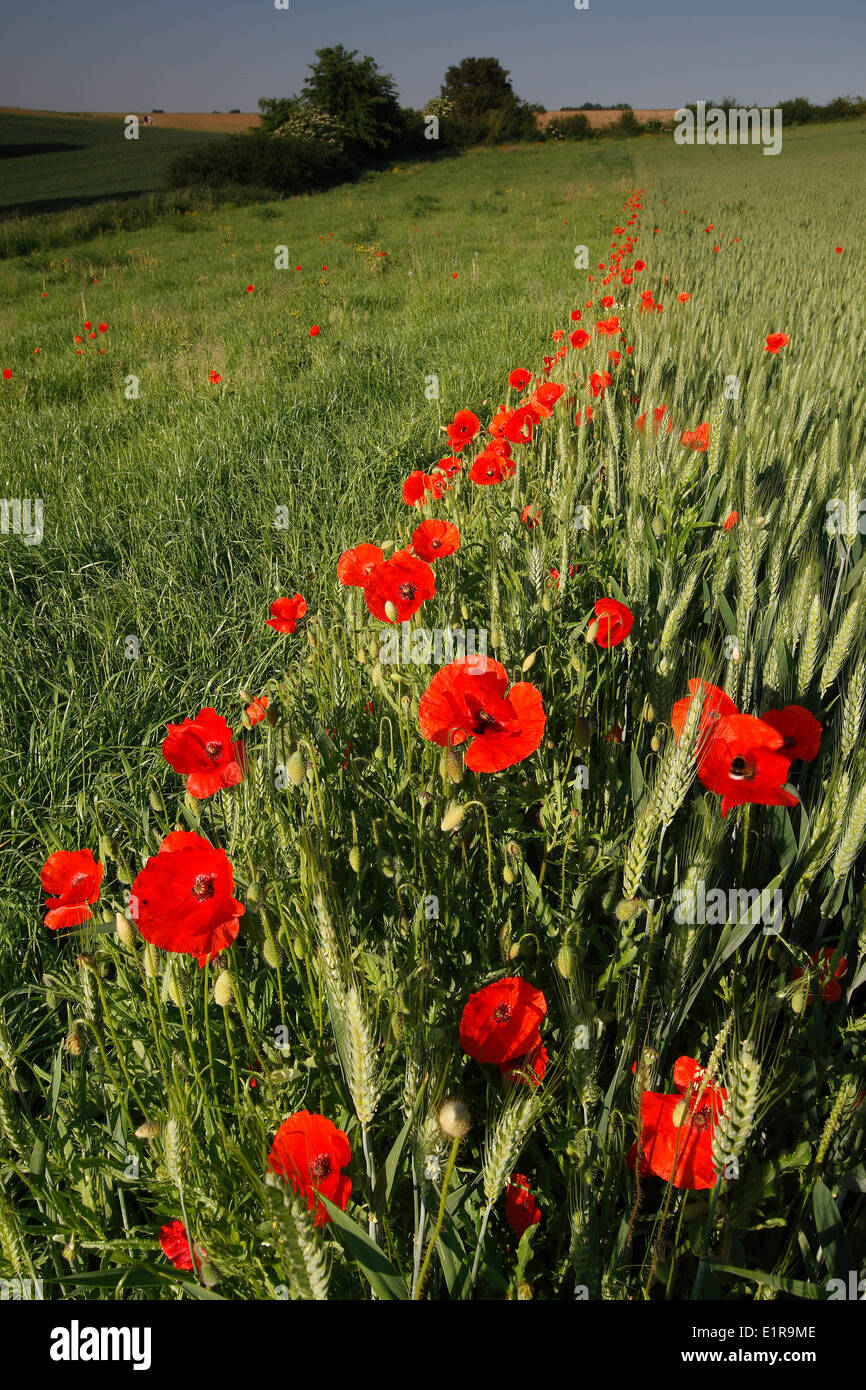Holland poppy fields fields hi-res stock photography and images - Alamy