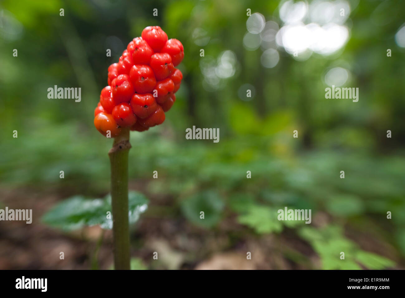 Lord and ladies hi-res stock photography and images - Alamy