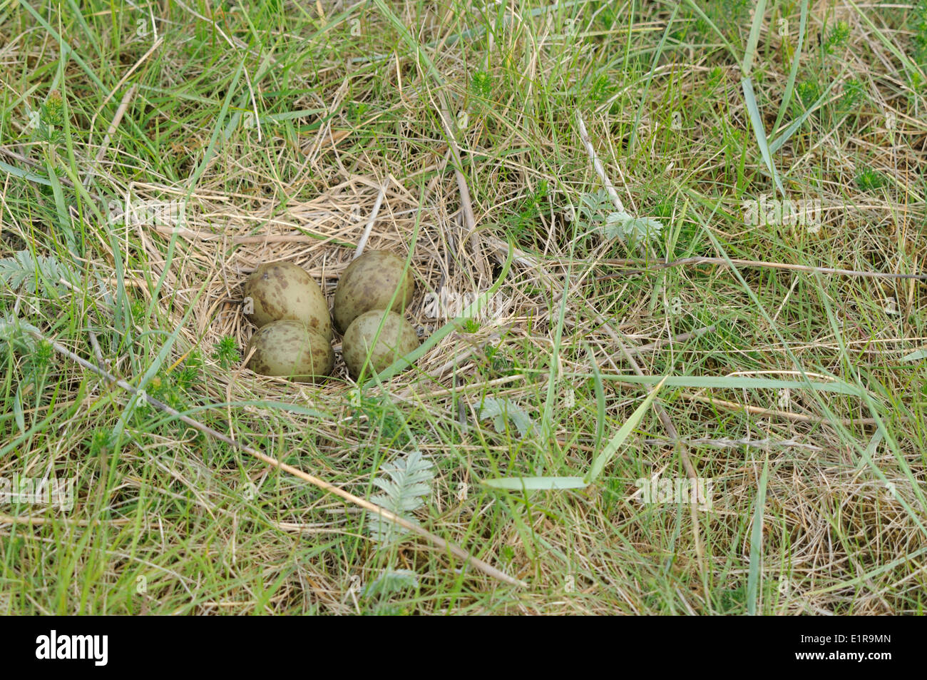 Sandpiper eggs hi-res stock photography and images - Alamy