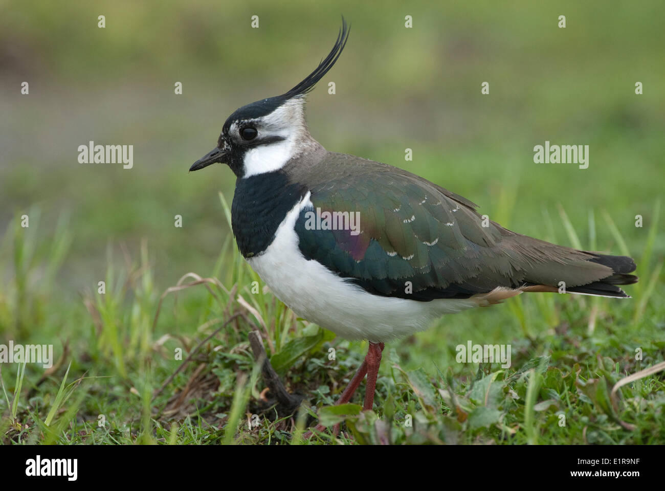 Meadow breeding area hi-res stock photography and images - Alamy