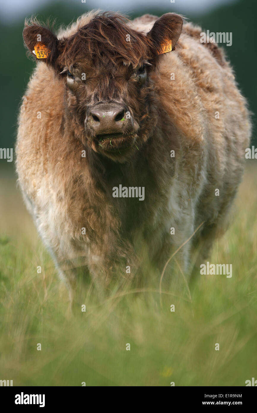 Galloway cow hi-res stock photography and images - Alamy