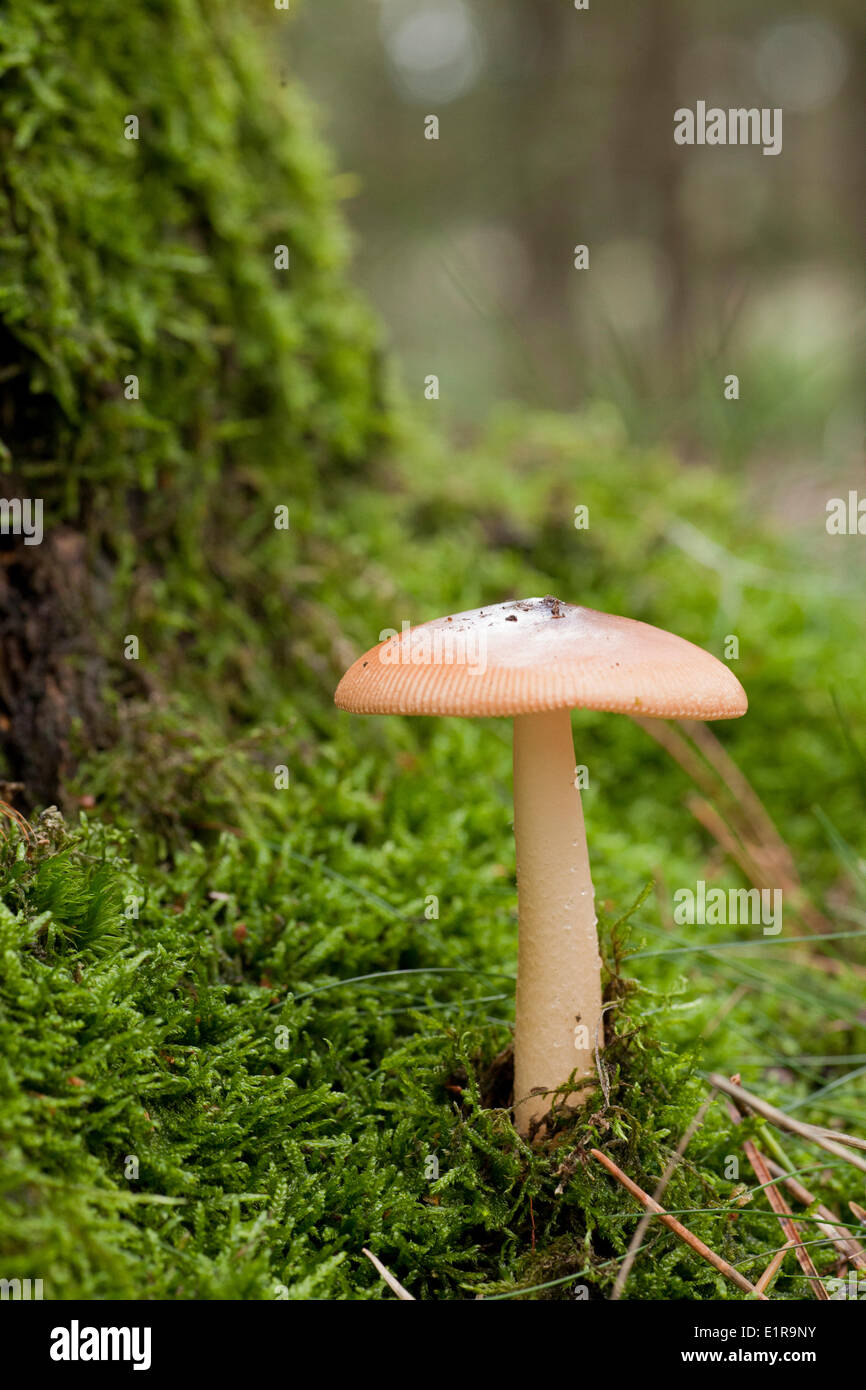 The Tawny Grisette is a common toadstool in forests Stock Photo - Alamy