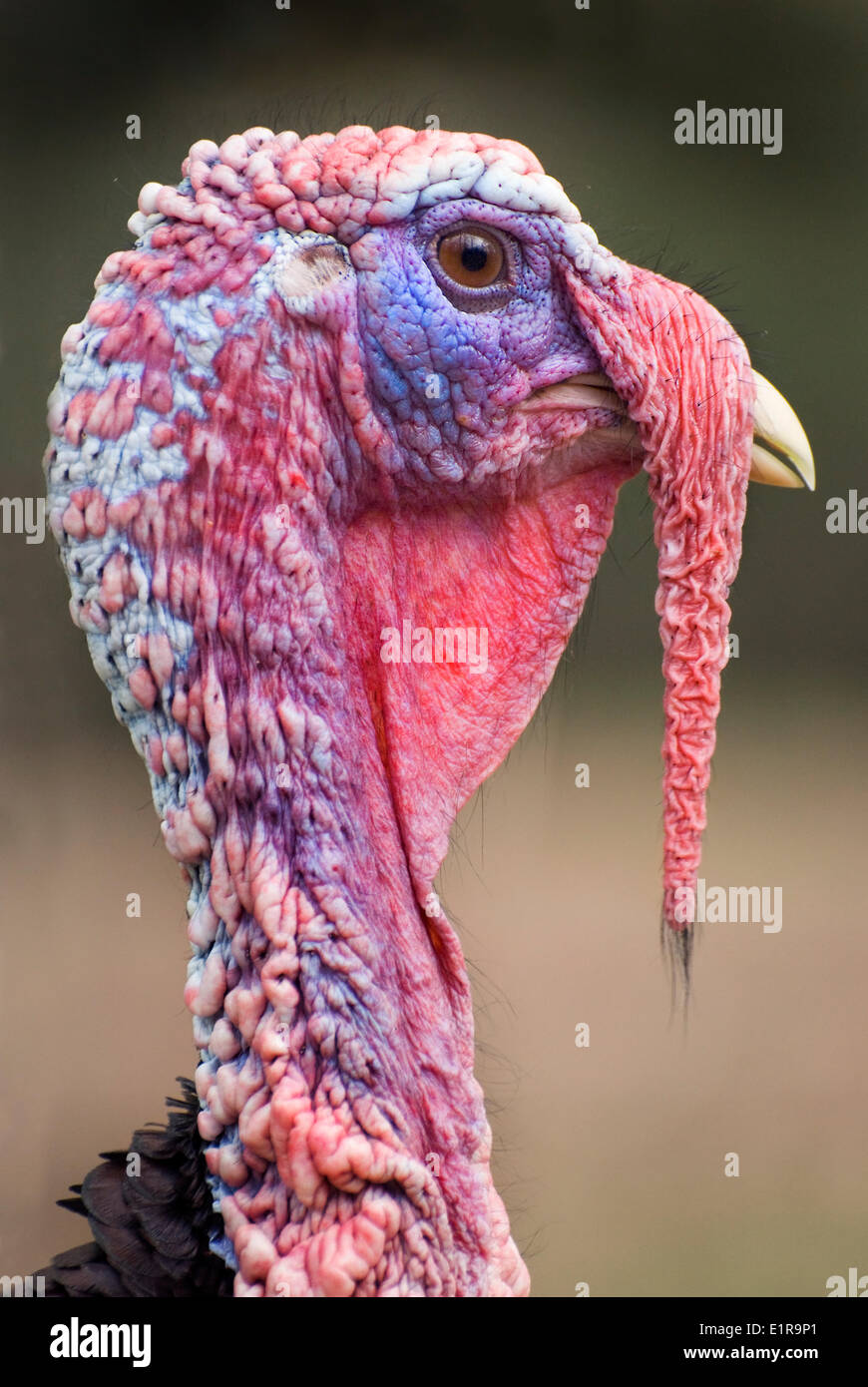Side view portrait of a Turkey in a children's farm Stock Photo - Alamy