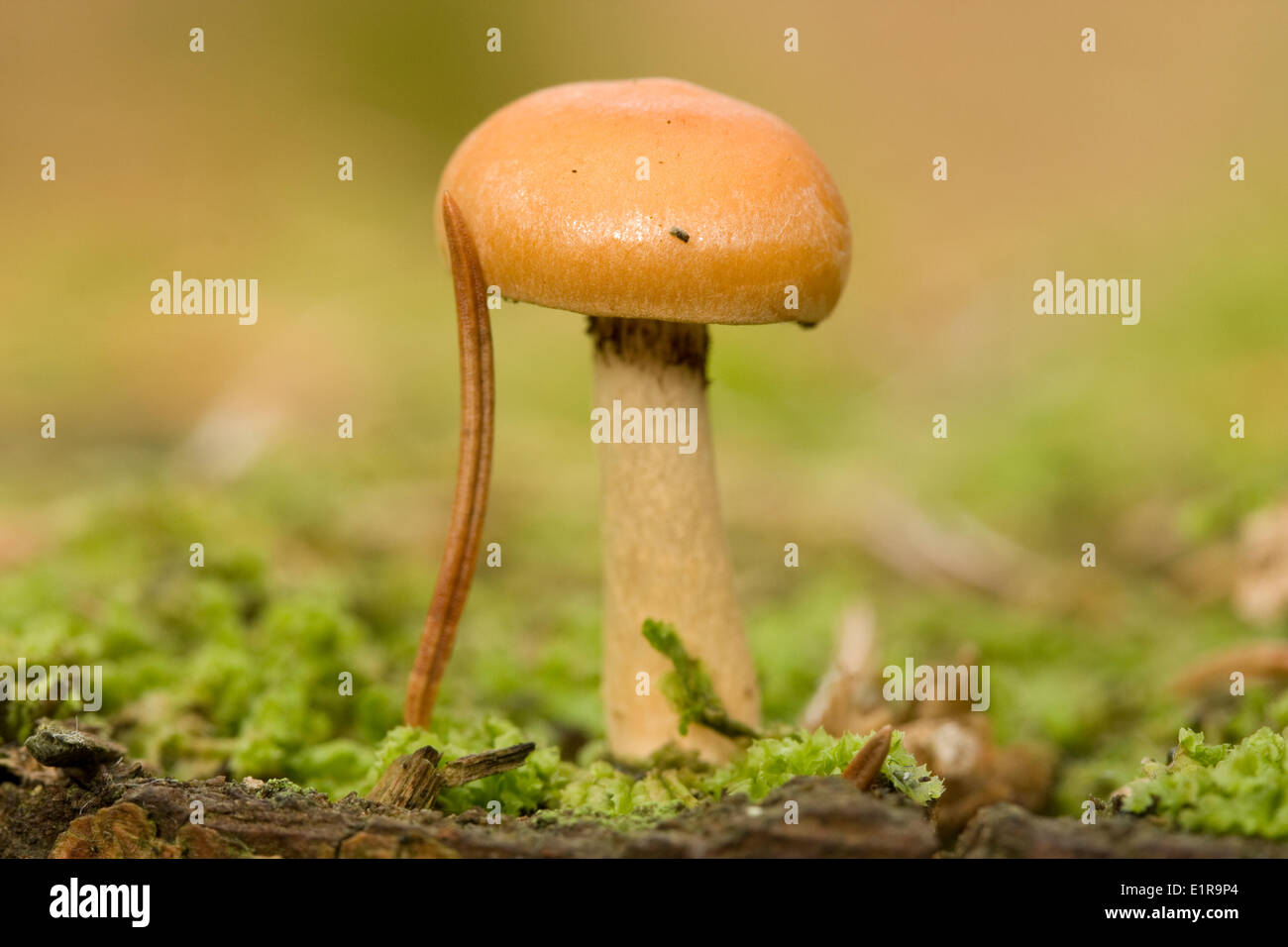 Tuft and needle hi-res stock photography and images - Alamy