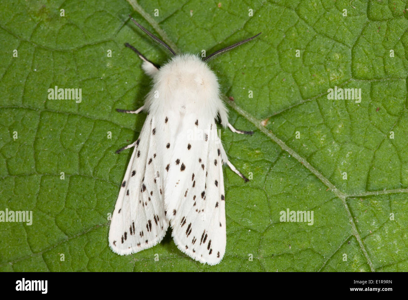 White ermine moths hi-res stock photography and images - Alamy