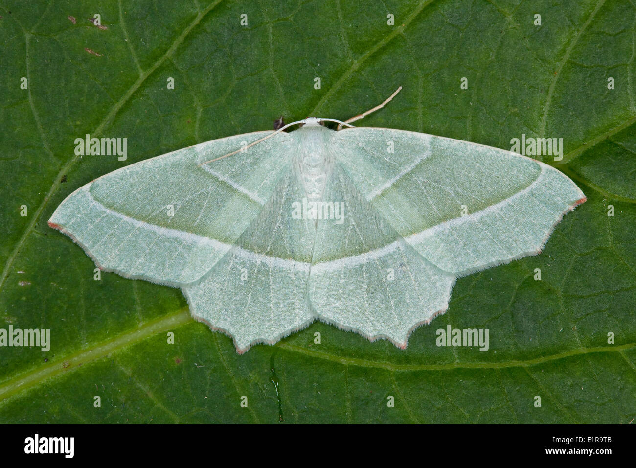 Light Emerald Moth High Resolution Stock Photography and Images - Alamy