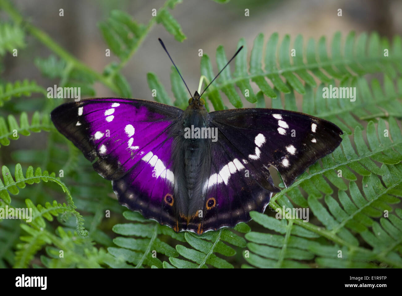 Purple Emperor butterfly Stock Photo - Alamy