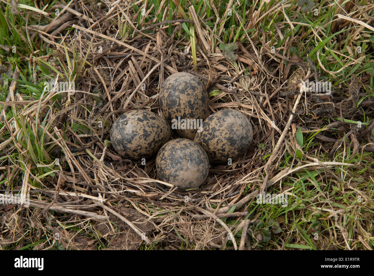 lapwing's nest with four eggs Stock Photo - Alamy