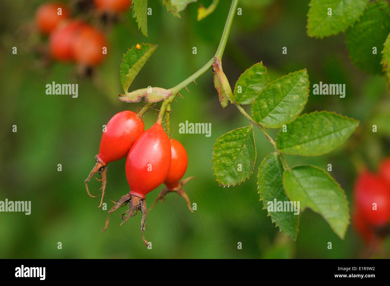 Fruiting Sweet briar on rivershore Stock Photo - Alamy