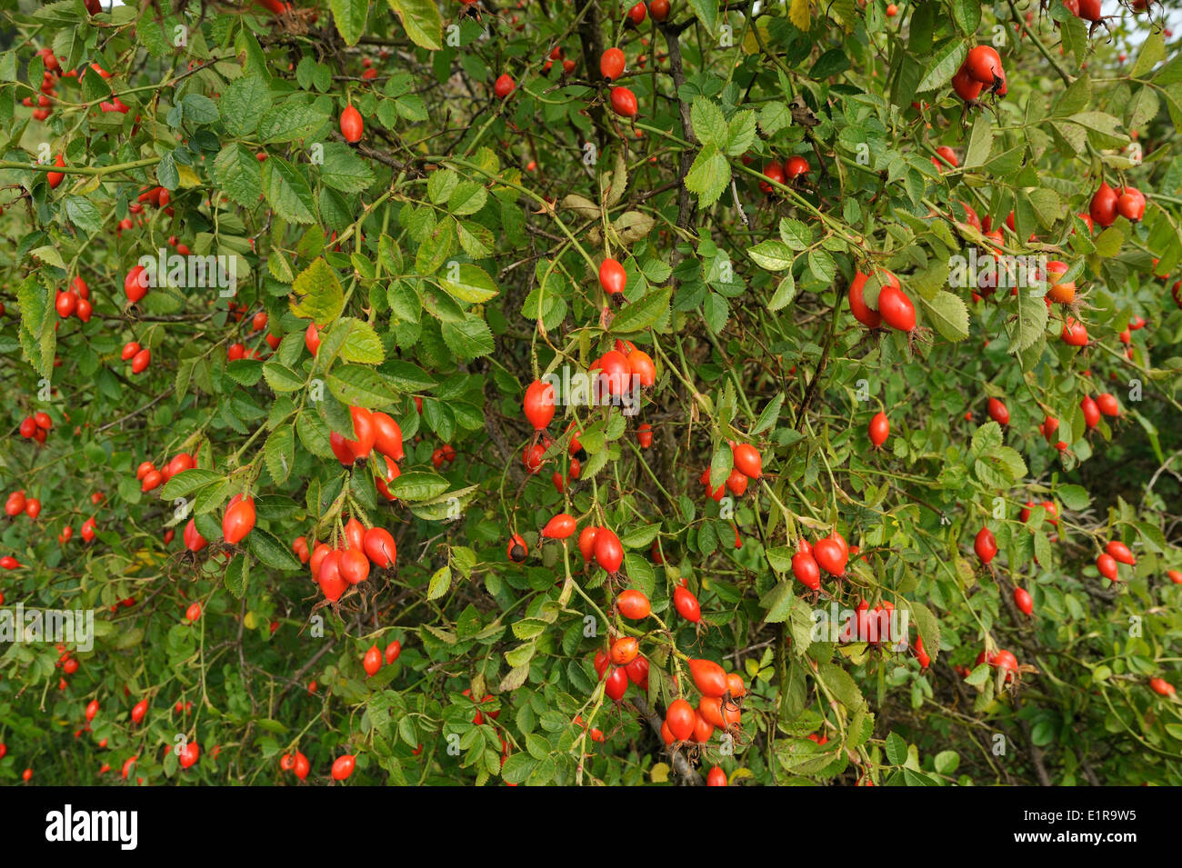 Sweet briar bush rosa rubiginosa hi-res stock photography and images ...