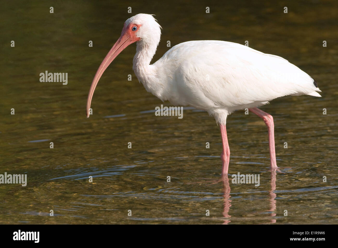 American white ibis sanibel hi-res stock photography and images - Alamy