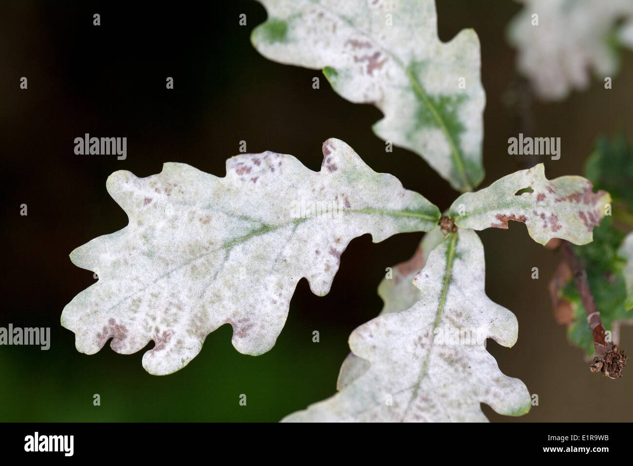 Microsphaera alphitoides, a disease in oak trees Stock Photo - Alamy