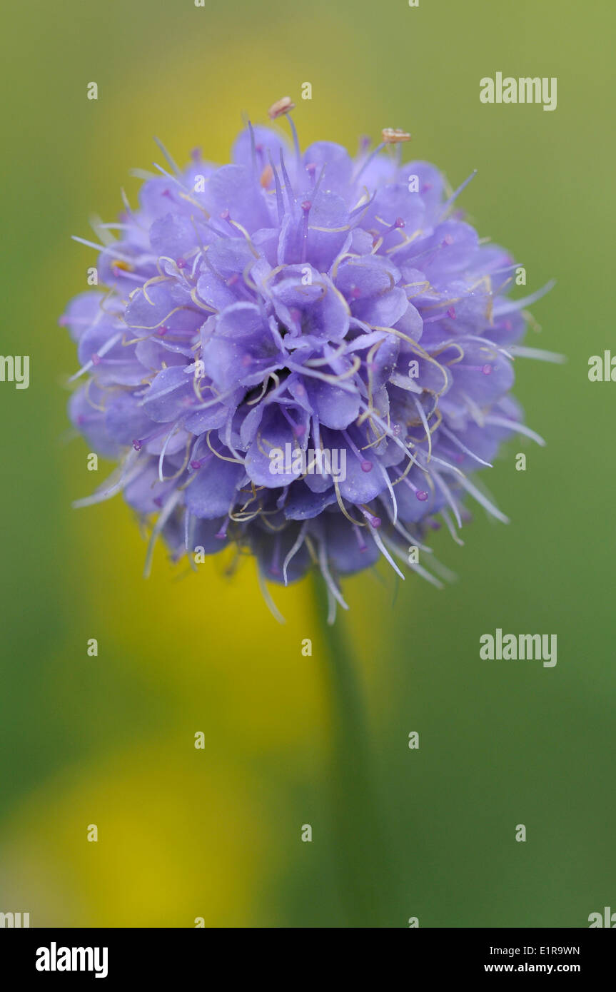 Detailed view on the inflorescence of Devil's-bit Scabious Stock Photo ...