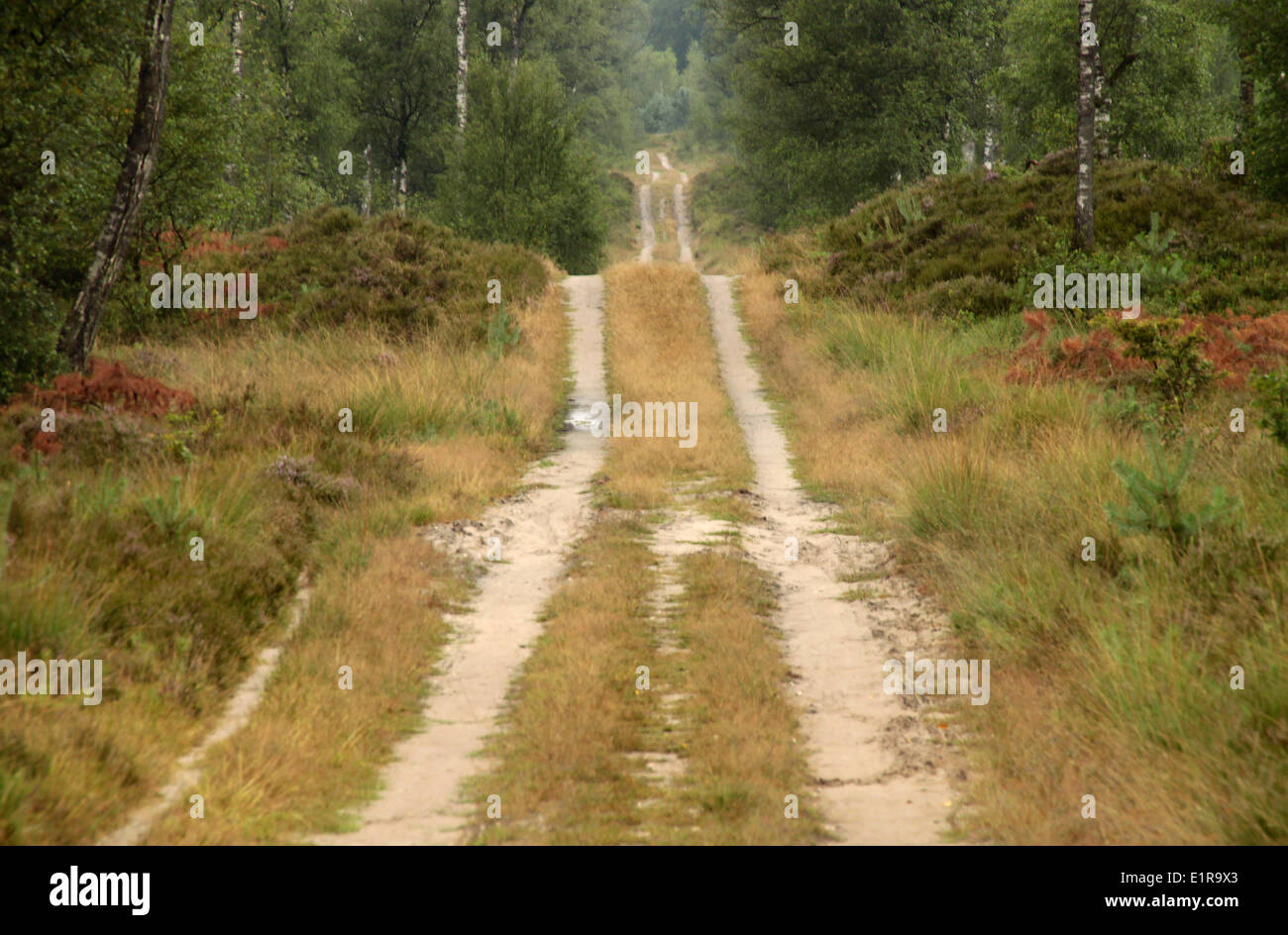 straight sand path through a forest Stock Photo - Alamy