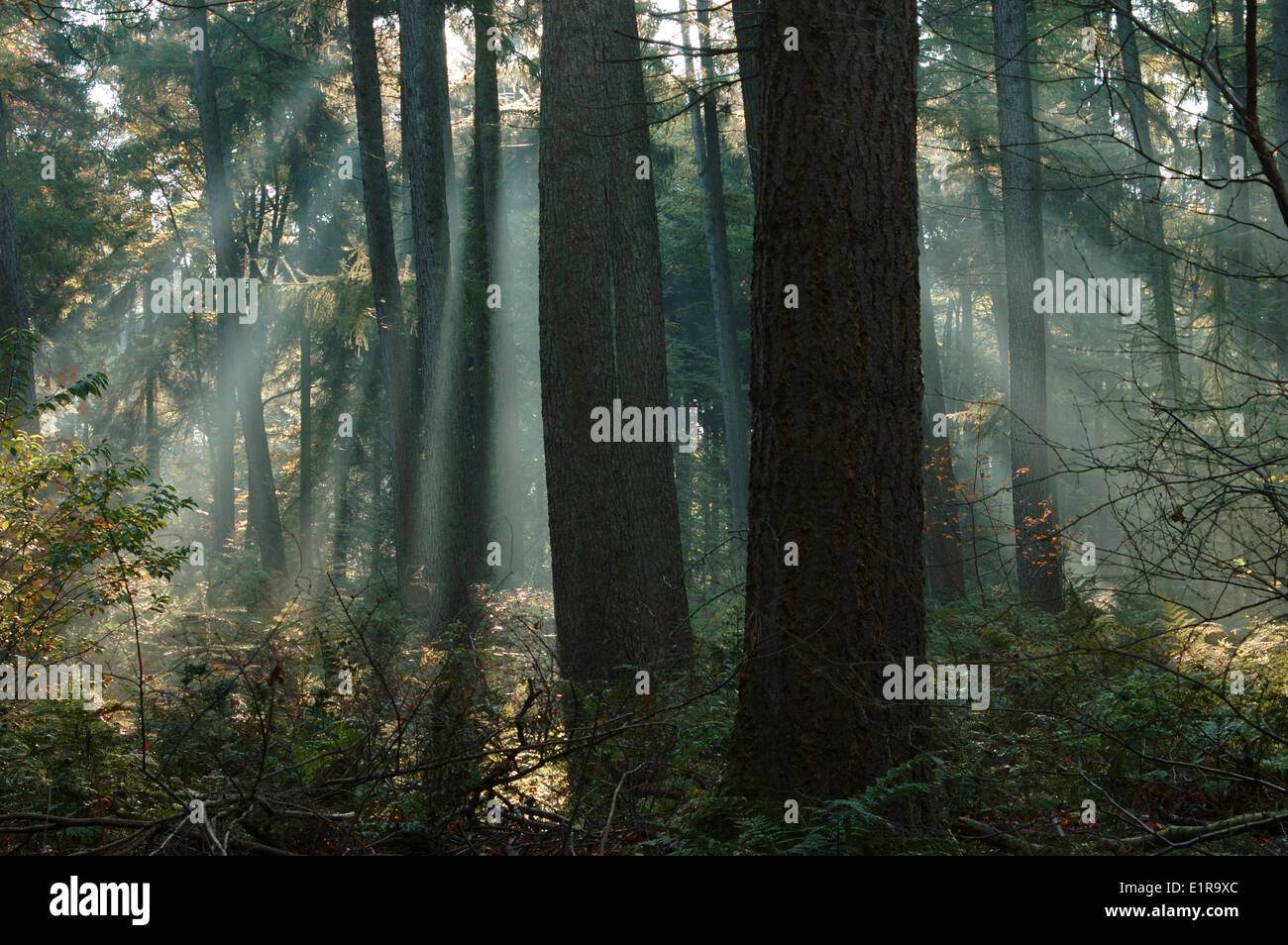 Autumn forest in haze Stock Photo - Alamy