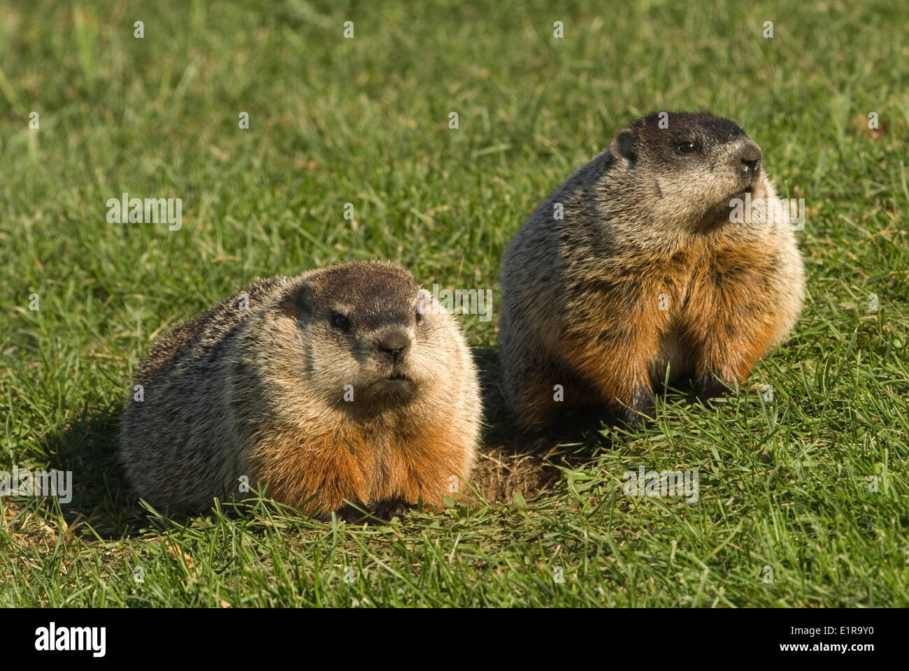 Two Woodchucks by their den Stock Photo - Alamy