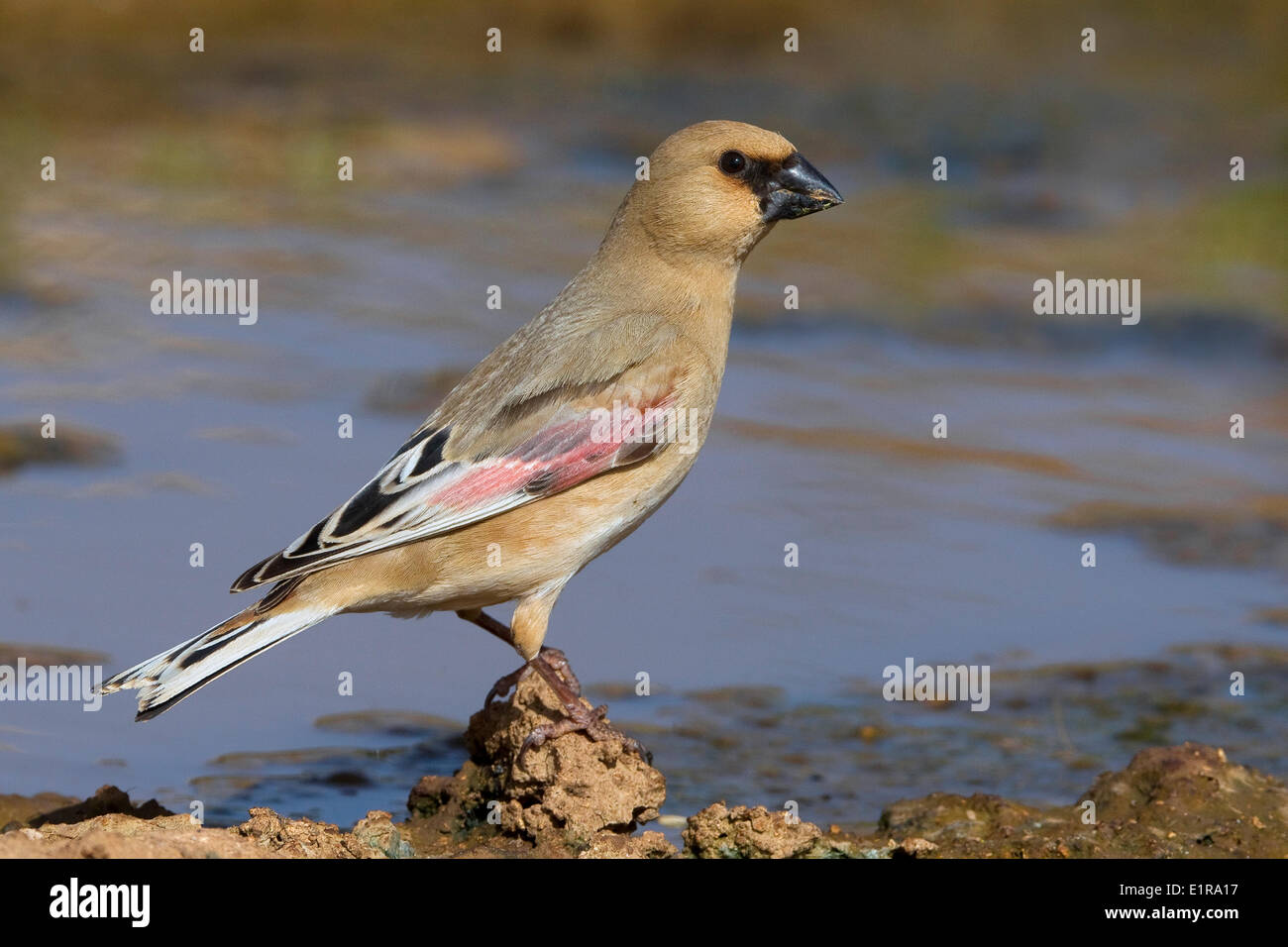 Male Desert Finch (Carduelis obsoleta) in breeding plumage drinking ...