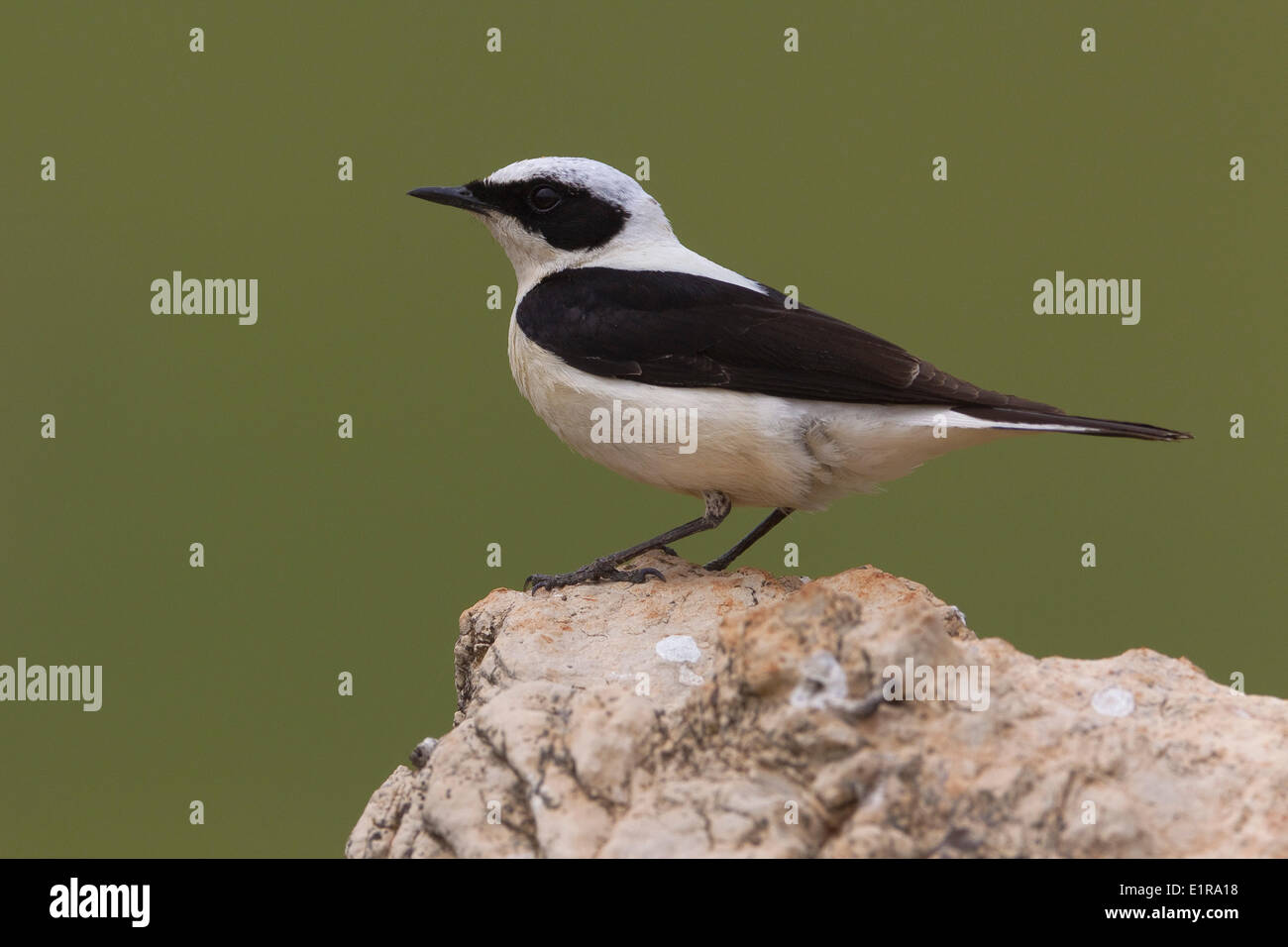 Adult male Eastern Black-eared Wheatear in breeding plumage on a rock ...