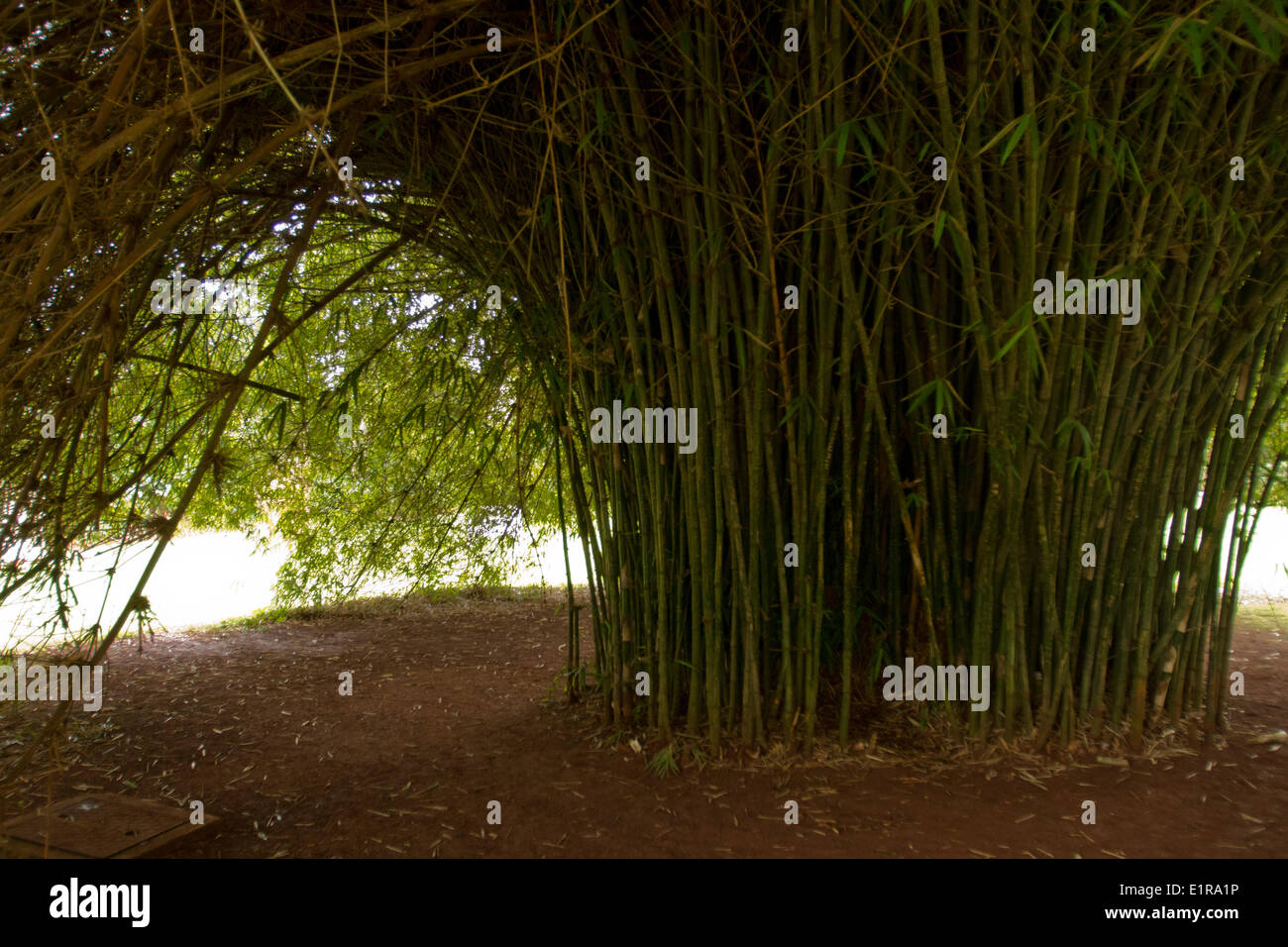 Paxtu, home of Baden Powell, Nyeri, Kenya Stock Photo - Alamy
