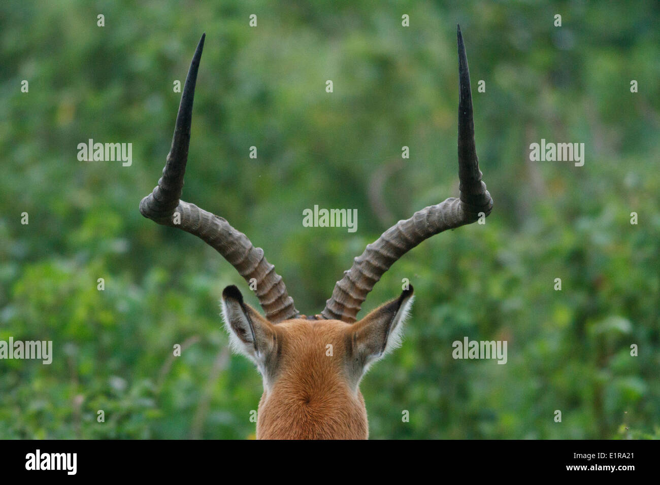 Impala antlers hi-res stock photography and images - Alamy