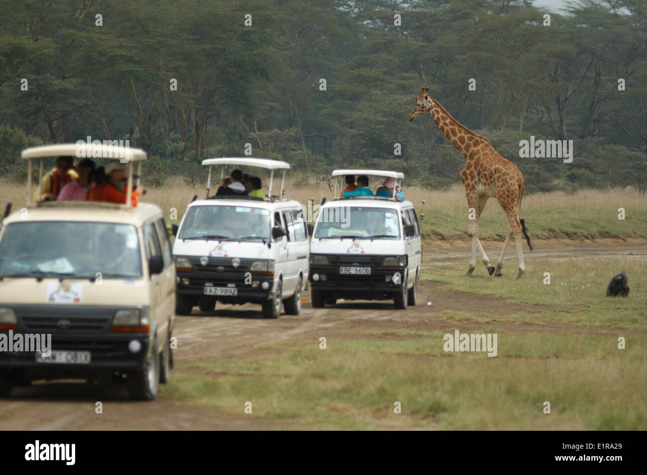 Safari car cars hi-res stock photography and images - Alamy