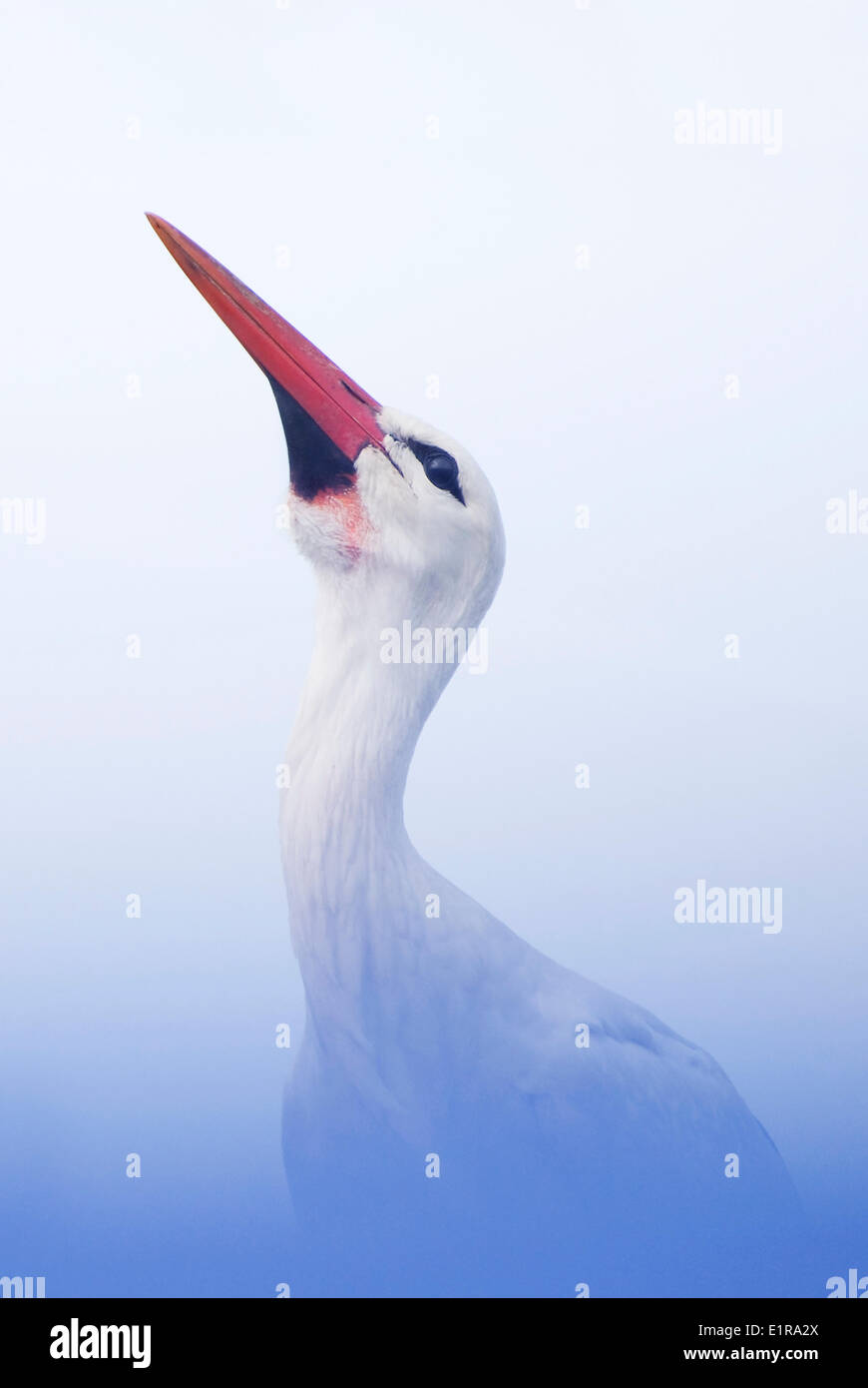 Stork bird birds netherlands holland hi-res stock photography and ...