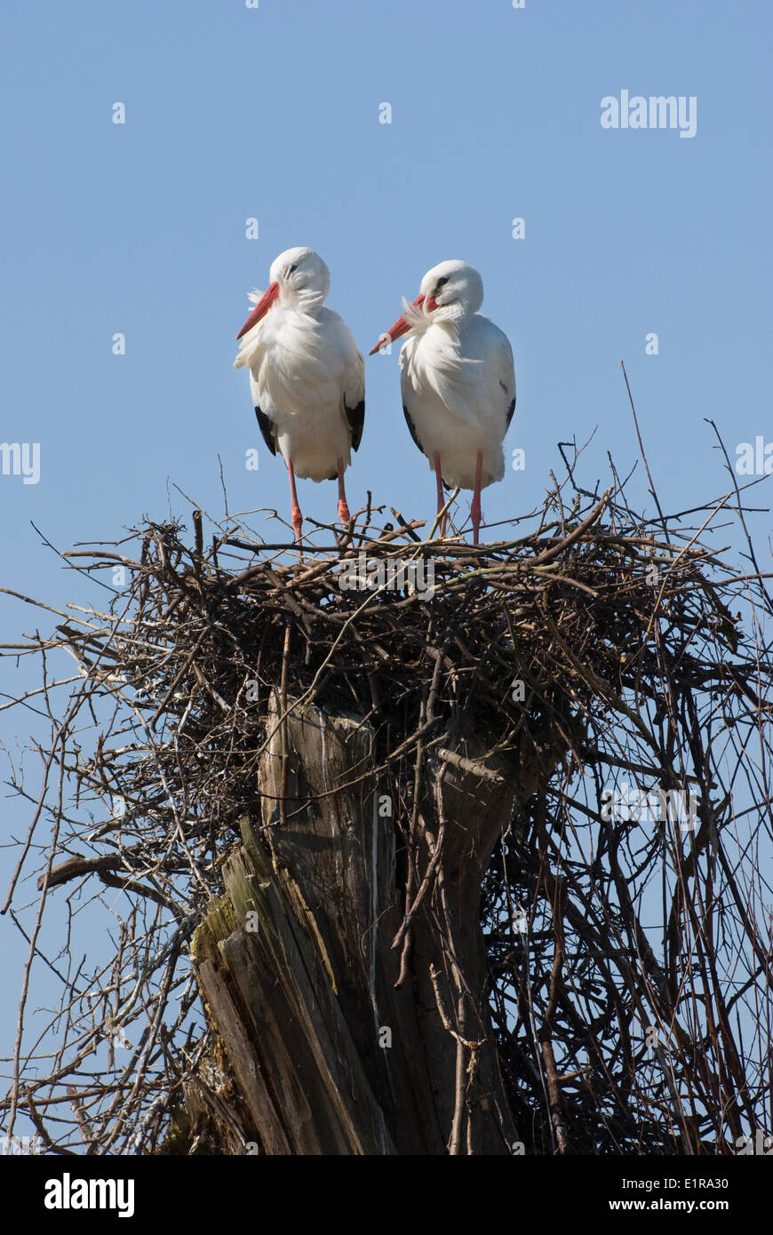 Storks breed here hi-res stock photography and images - Alamy