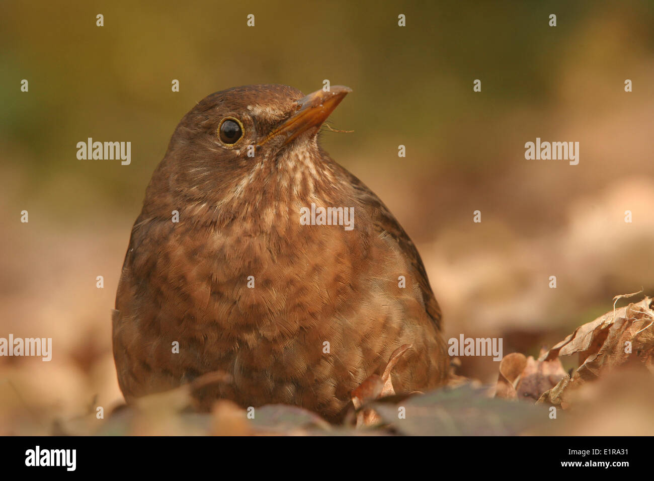 A female bird hi-res stock photography and images - Alamy