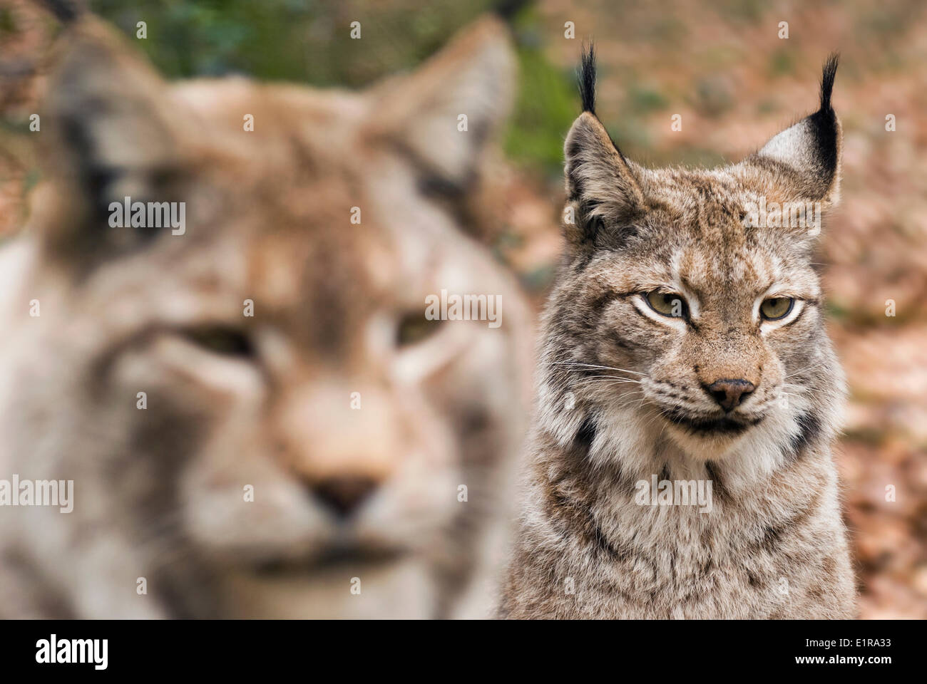 Eurasian lynx lynx lynx pair hi-res stock photography and images - Alamy