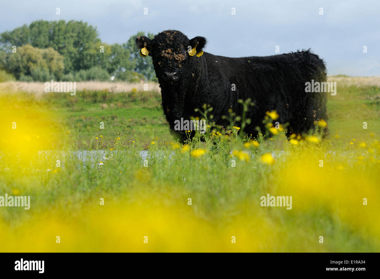 A Galloway Bull between Narrow-leaved Ragwort Stock Photo - Alamy