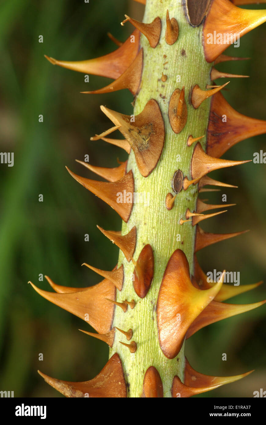 Prickly stem full thorns of Sweet briar Stock Photo - Alamy