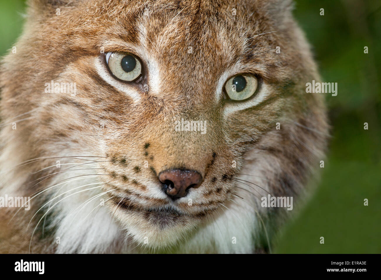 close-up portrait of the face of a lynx Stock Photo - Alamy