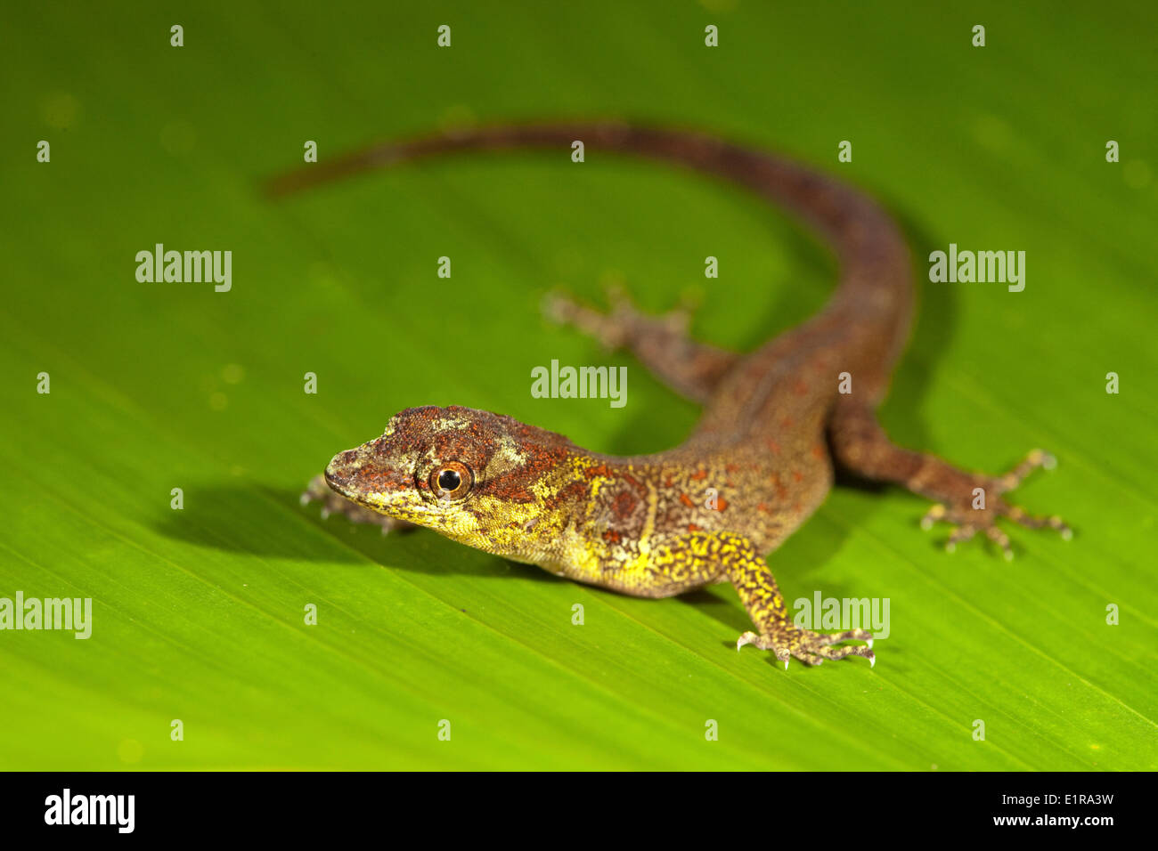 Bridled forest gecko hi-res stock photography and images - Alamy