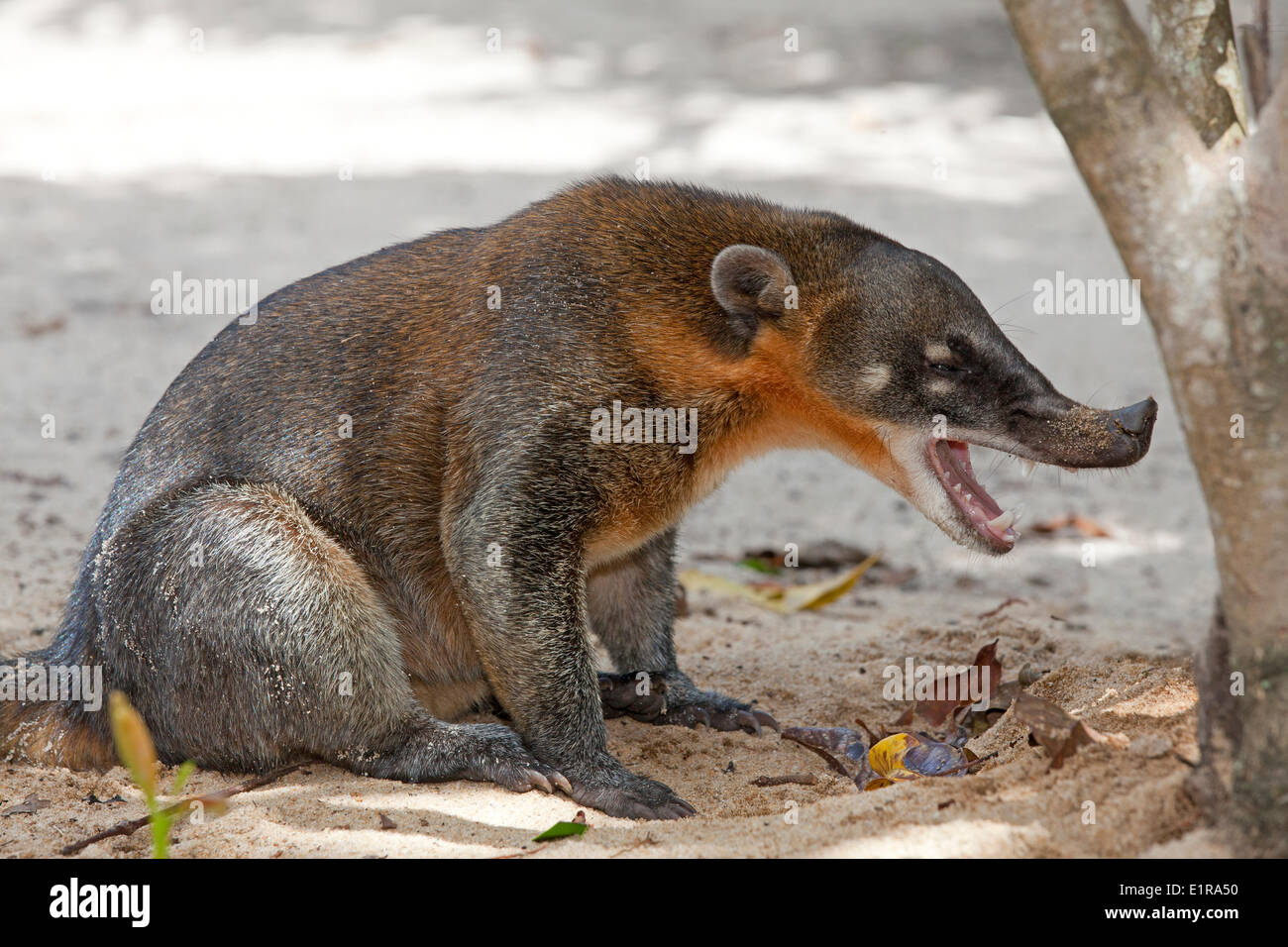photo of a South American Coati on the beach Stock Photo - Alamy