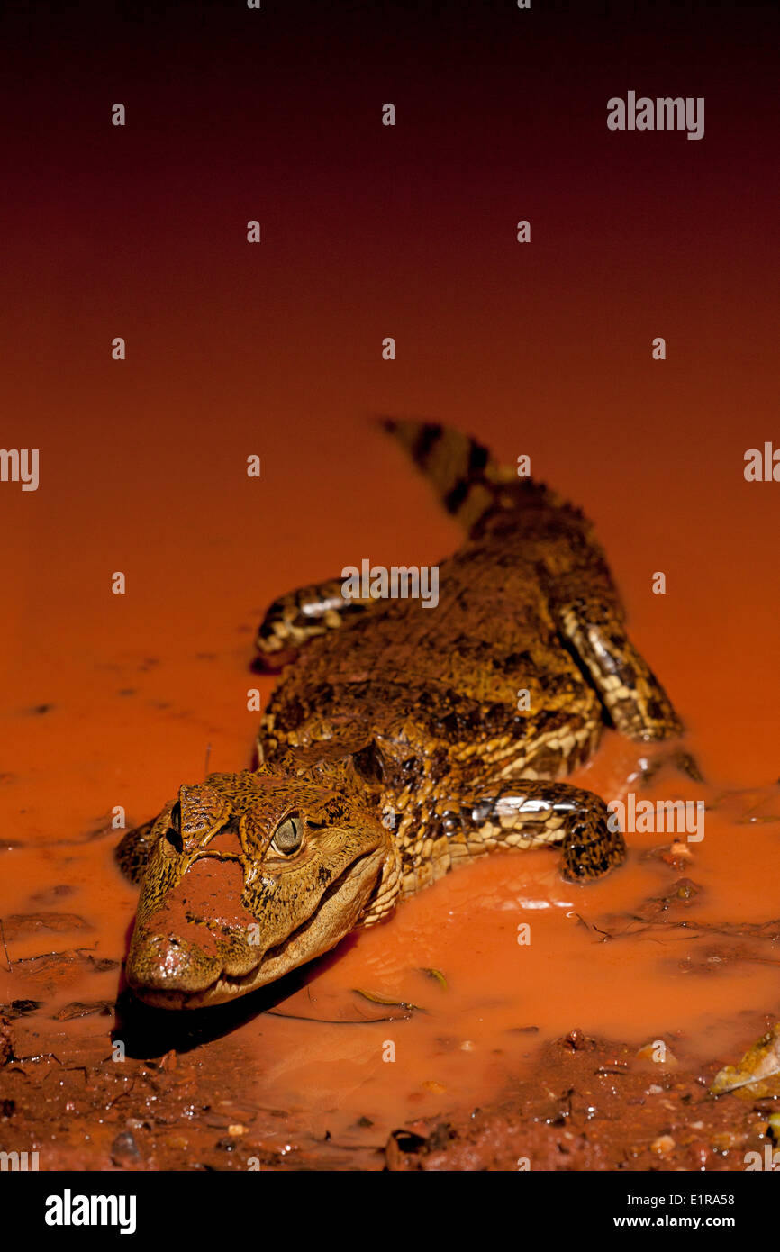photo of a spectacled caiman in a pool with muddy red water Stock Photo ...