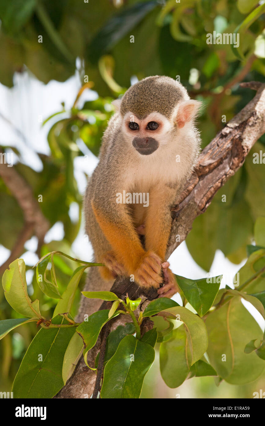 photo of a common squirrel monkey Stock Photo - Alamy