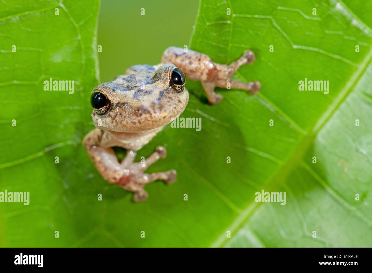 Snouted tree frog hi-res stock photography and images - Alamy