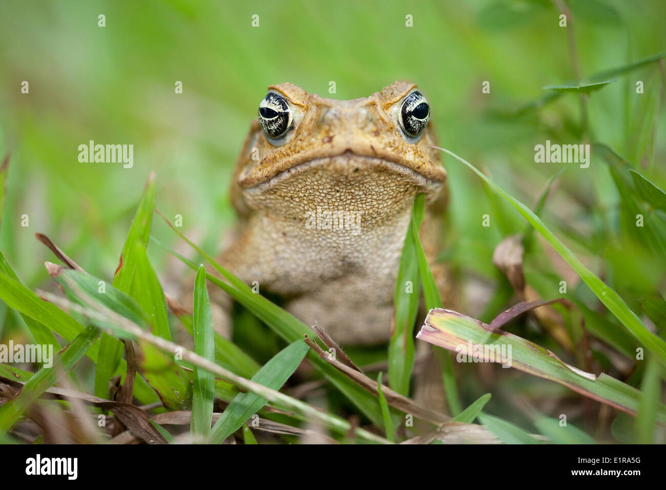 Cane toad in grass Stock Photo - Alamy