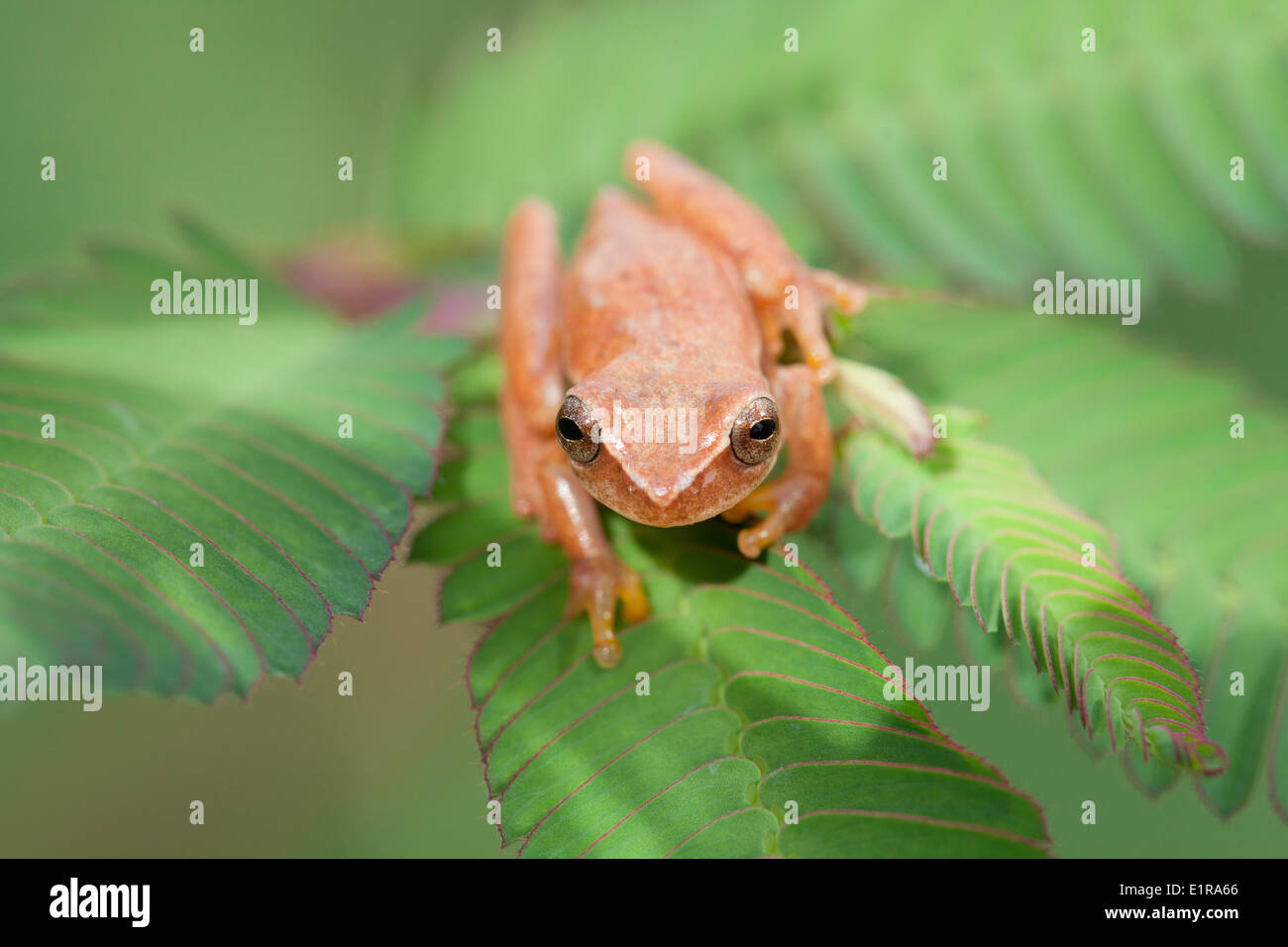 photo of an undescribed Dendropsophus microcephalus Stock Photo - Alamy