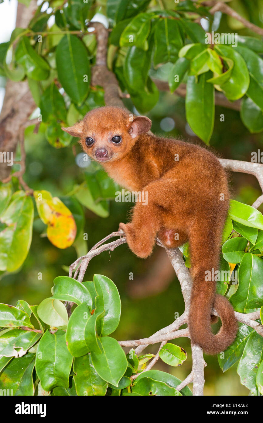 Kinkajou hi-res stock photography and images - Alamy