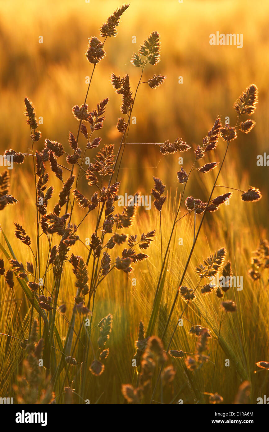 Cock's-foot in backlight Stock Photo - Alamy